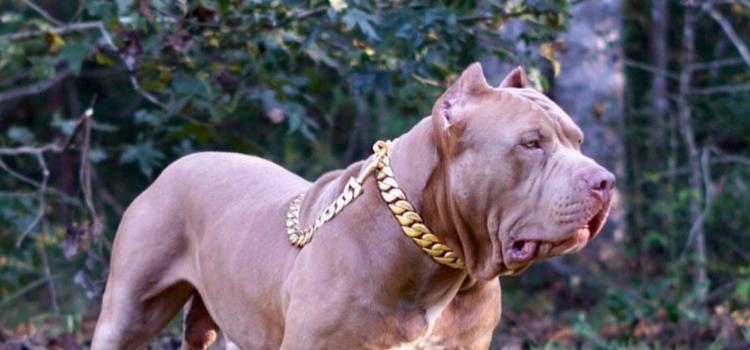 GOLD LEASHES – BIG DOG CHAINS