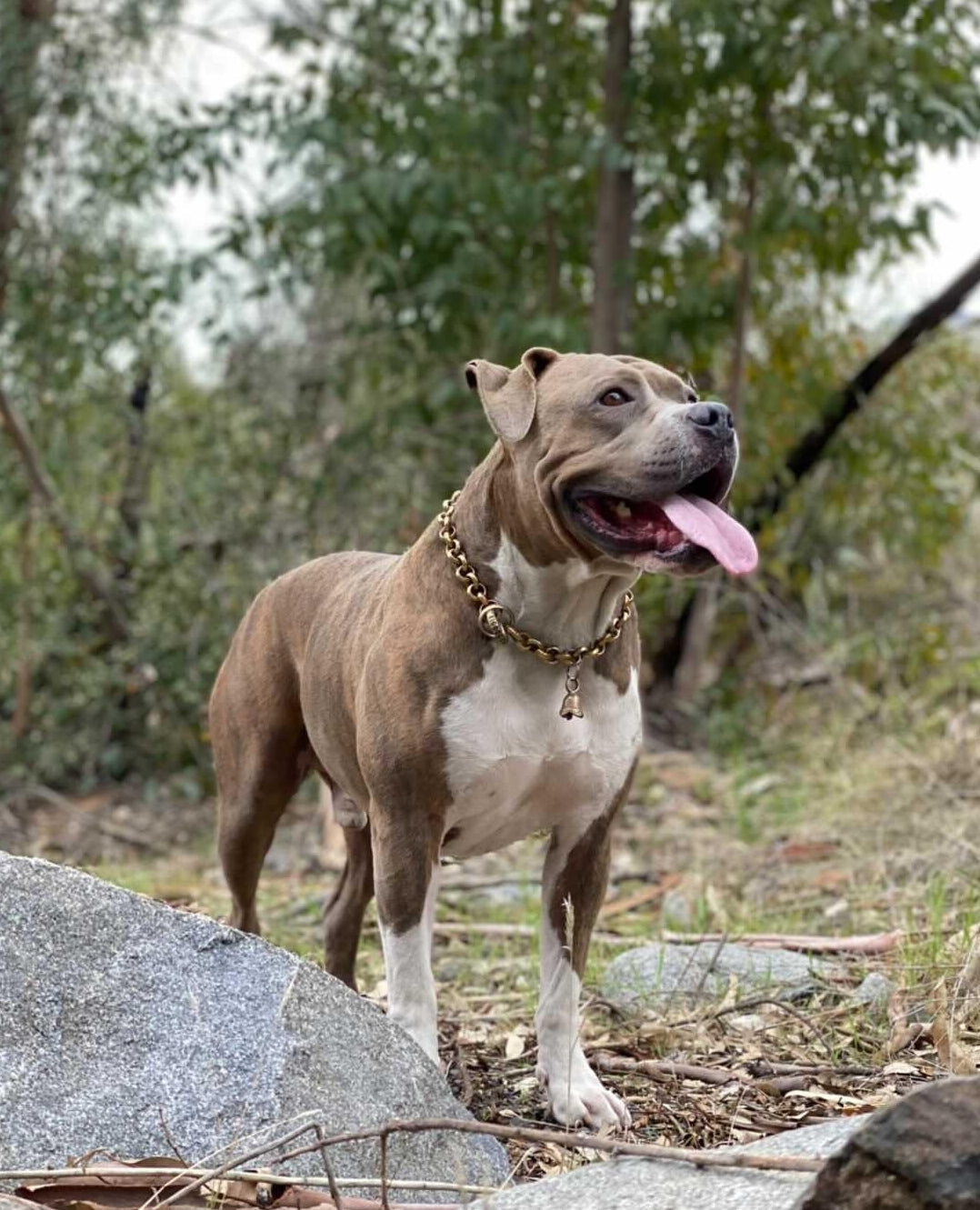 Checko Gold Choke Chain Check Collar - BIG DOG CHAINS – BIG DOG CHAINS