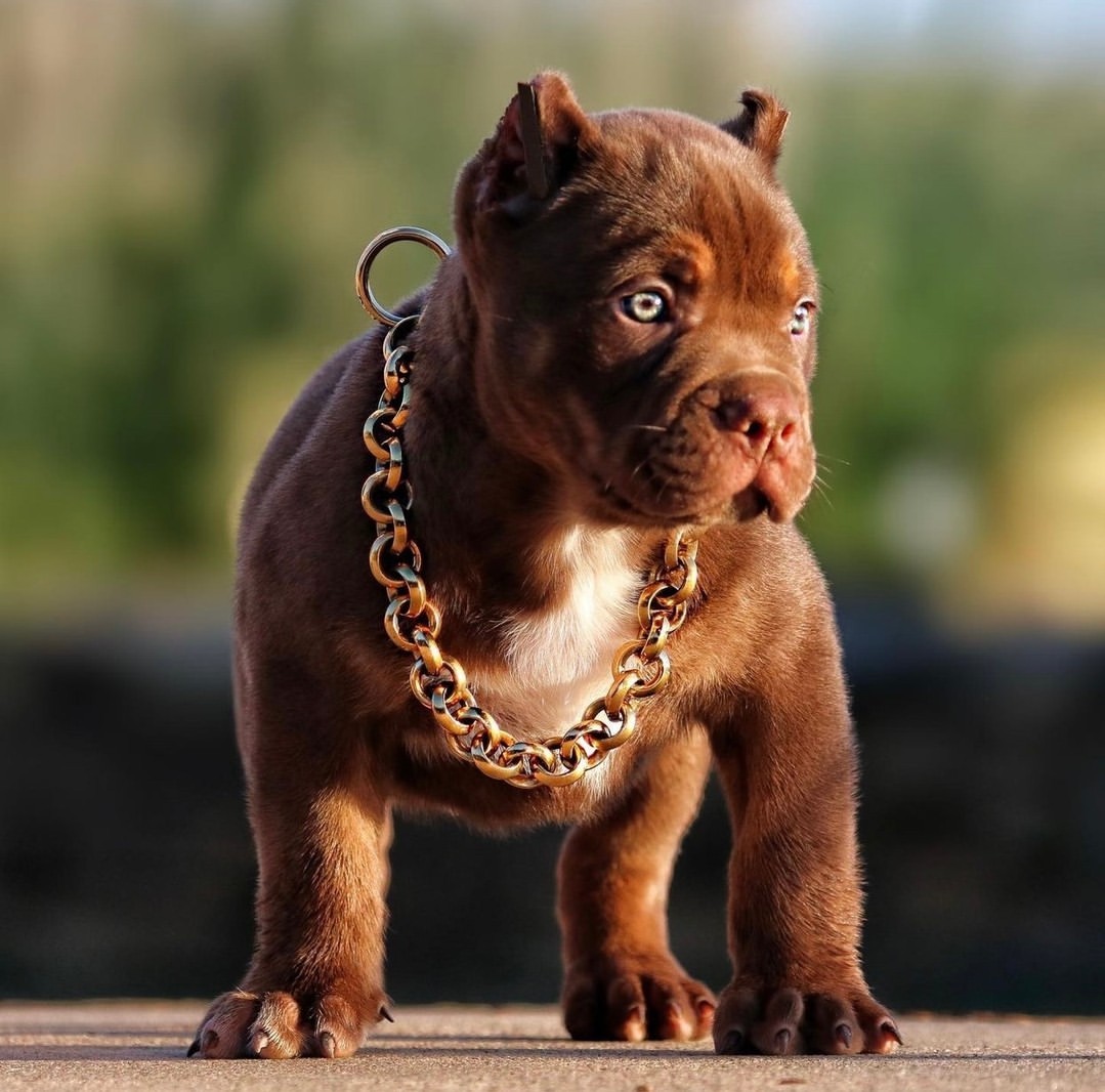 THE CHECKO Gold Training Dog Collar Cuban Link Check Chain - BIG DOG ...
