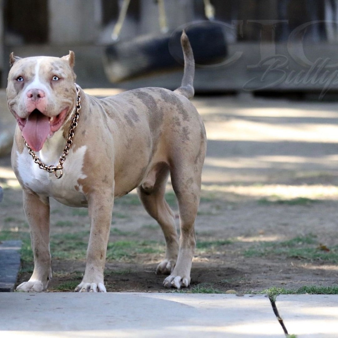 Checko Gold Choke Chain Check Collar - BIG DOG CHAINS – BIG DOG CHAINS