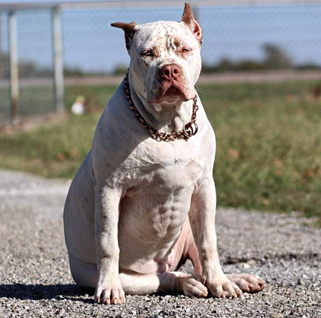 Checko Gold Choke Chain Check Collar - BIG DOG CHAINS – BIG DOG CHAINS