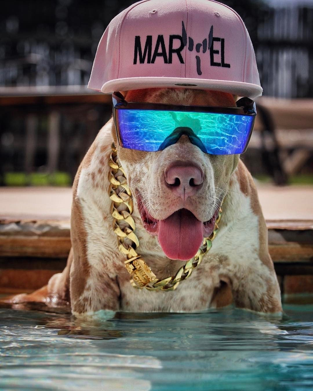 Constructeur de laisse de luxe personnalisé pour les propriétaires de ...