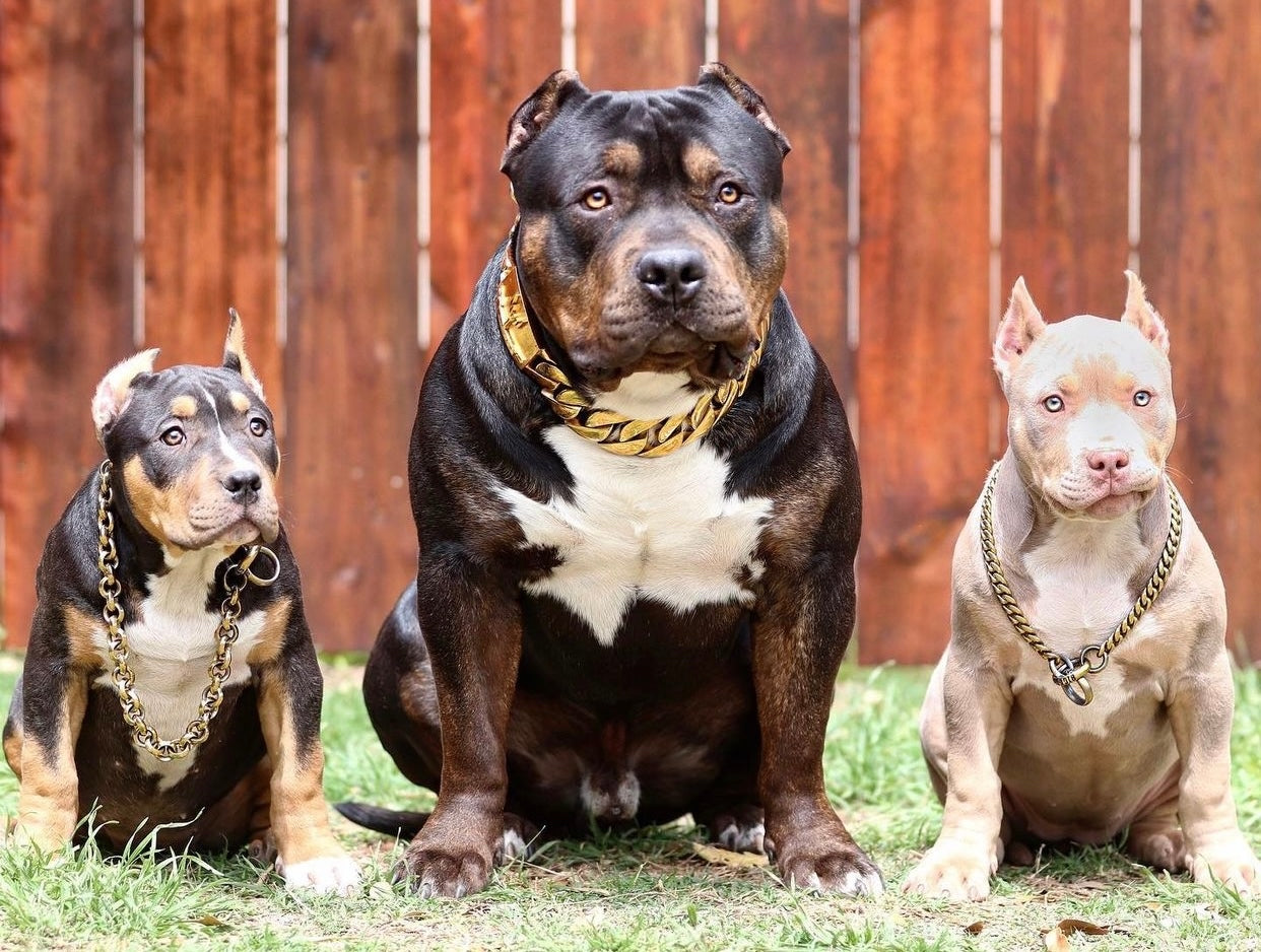 THE MIAMI Small Gold Cuban Link Dog Collar - 9-18 Inch - BIG DOG CHAINS ...