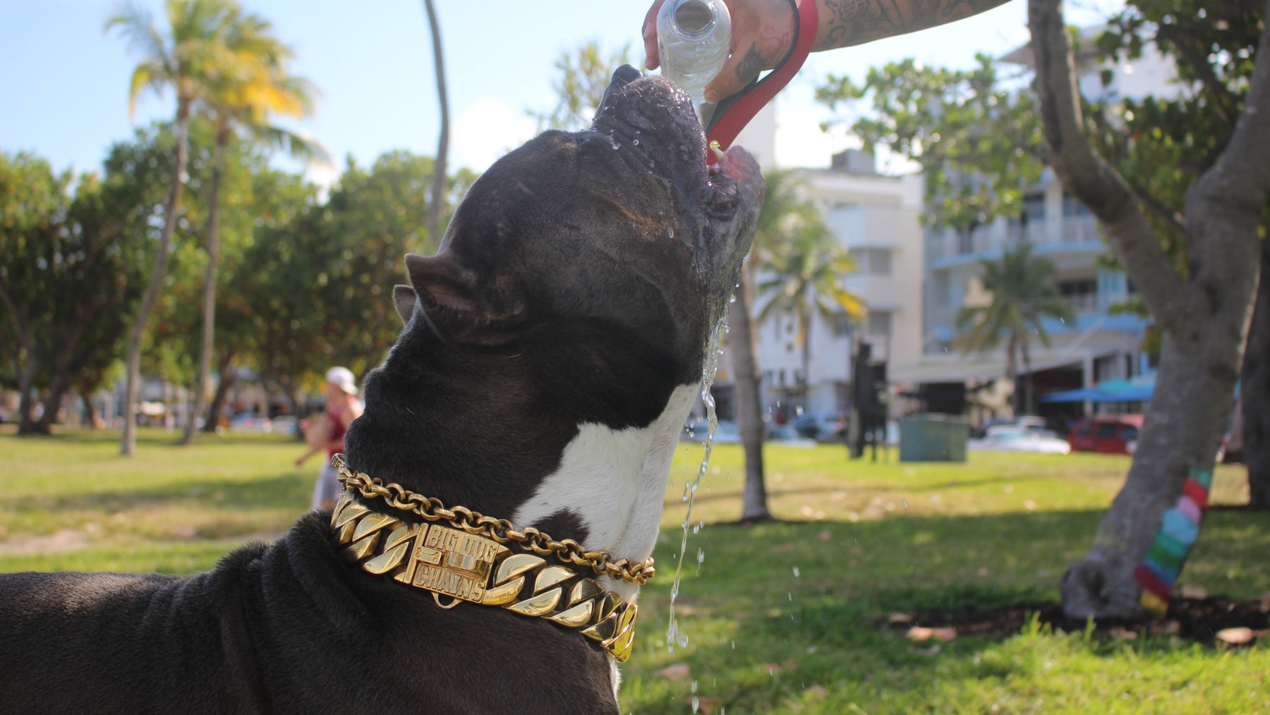 Luxury Gold Dog Collars and Leashes - BIG DOG CHAINS#N#– BIG DOG CHAINS