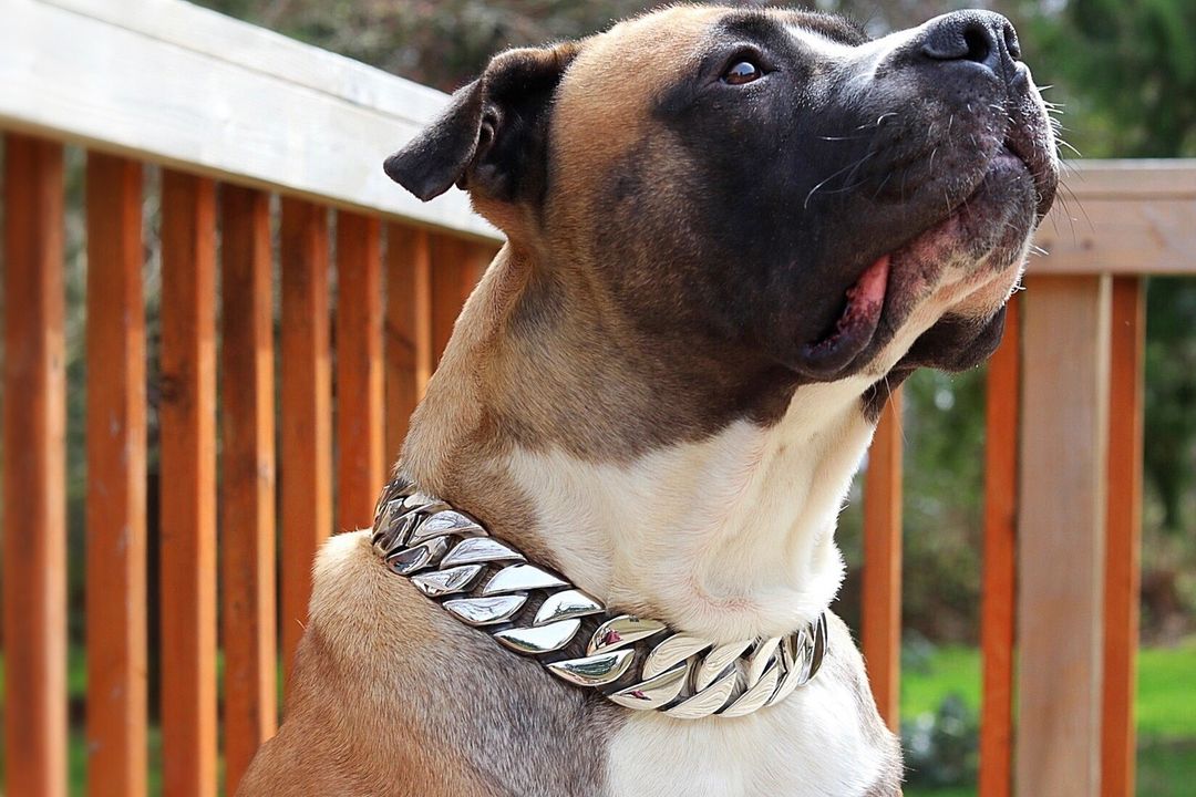 Caesar XL Large Cuban Link Dog Collar - BIG DOG CHAINS – BIG DOG CHAINS