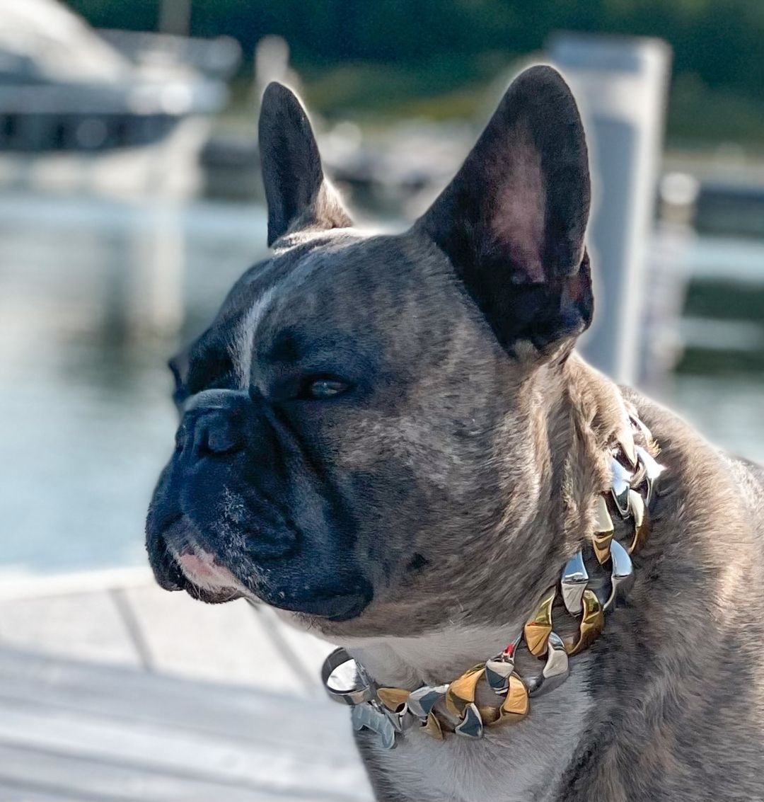 THE CAPONE Two Tone Gold Dog Collar Cuban Link - Large Dogs - BIG DOG ...