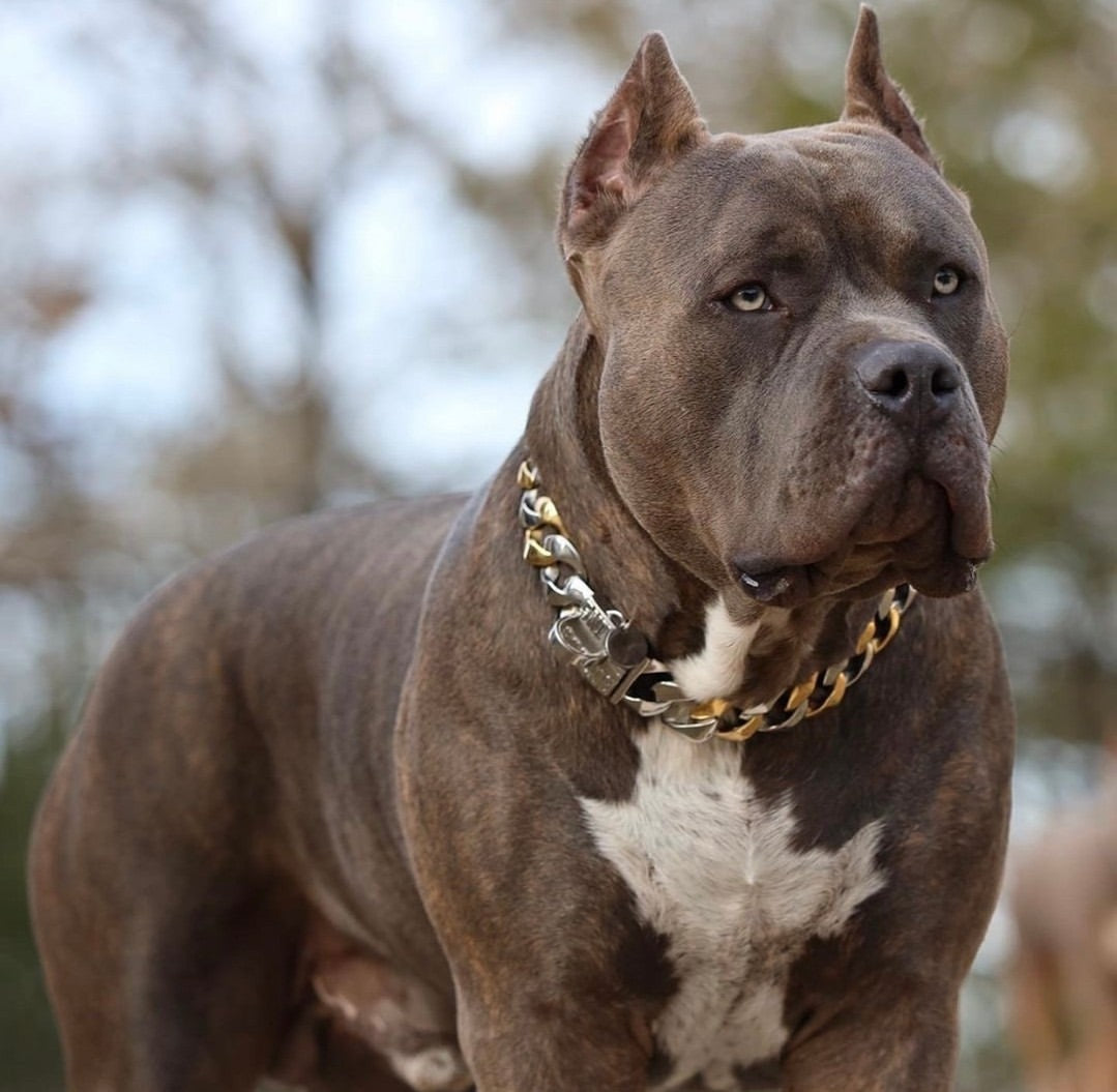 THE CAPONE Two Tone Gold Dog Collar Cuban Link - Large Dogs - BIG DOG ...