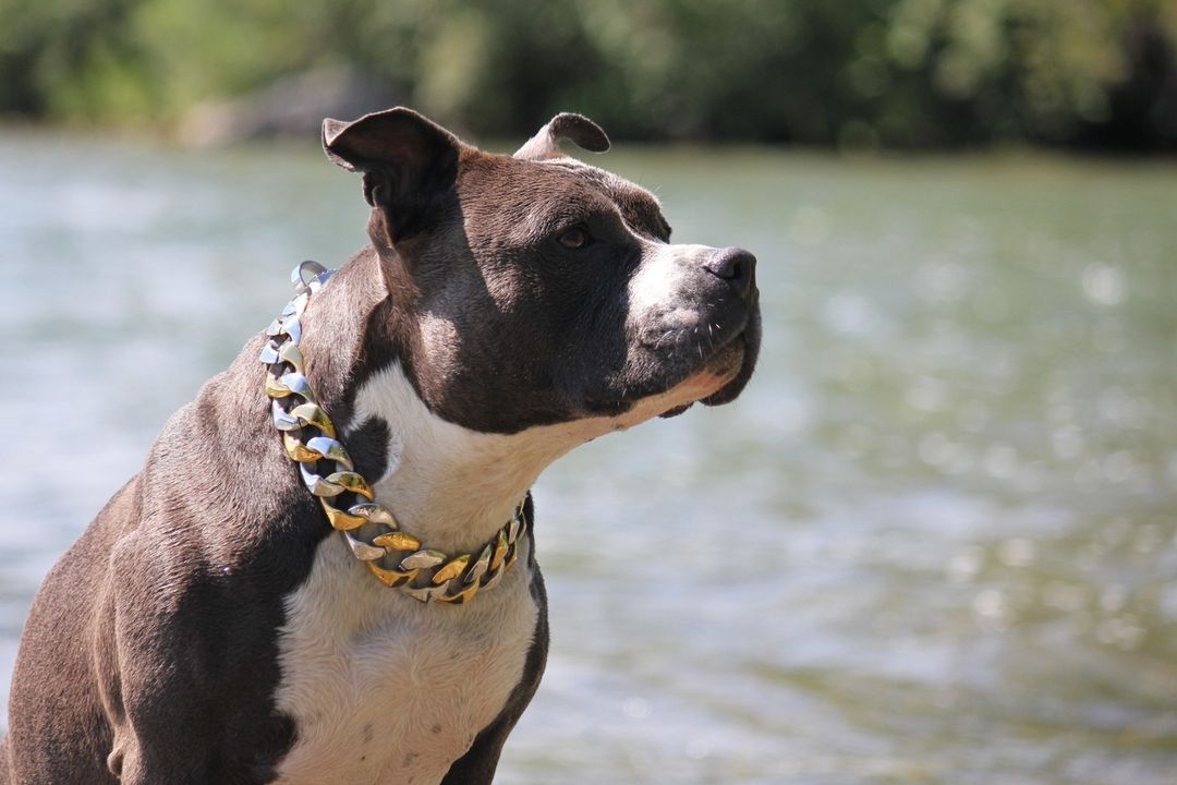 THE CAPONE Two Tone Gold Dog Collar Cuban Link - Large Dogs - BIG DOG ...