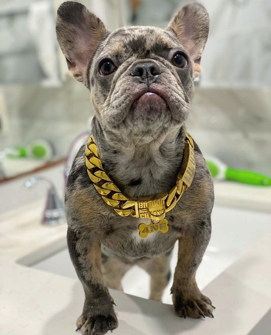 THE CUBAN Gold Dog Collar Cuban Link - Luxury Premium - BIG DOG CHAINS ...