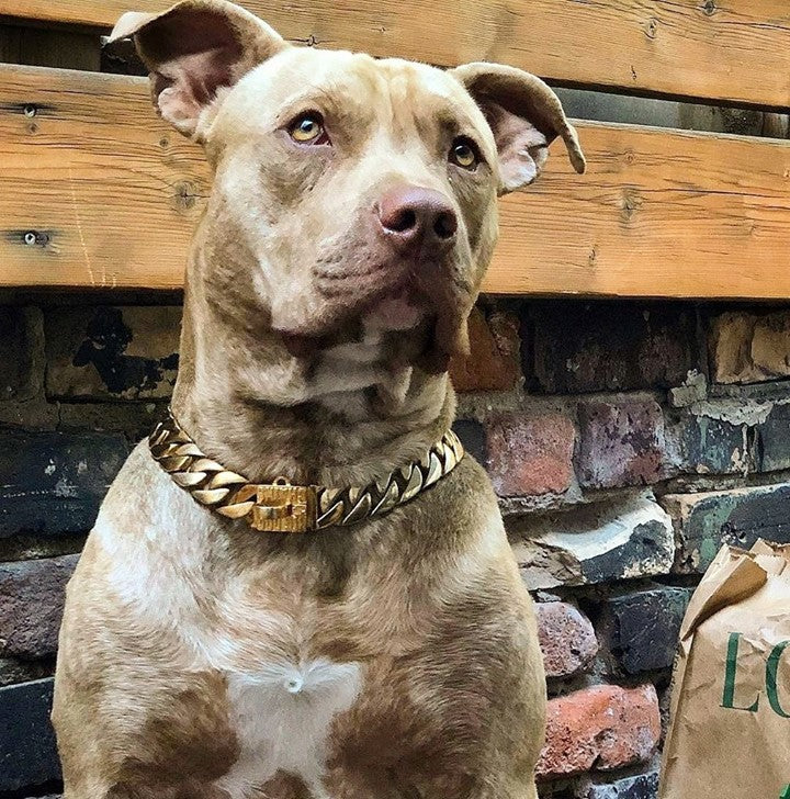 THE CUBAN Gold Dog Collar Cuban Link - Luxury Premium - BIG DOG CHAINS ...