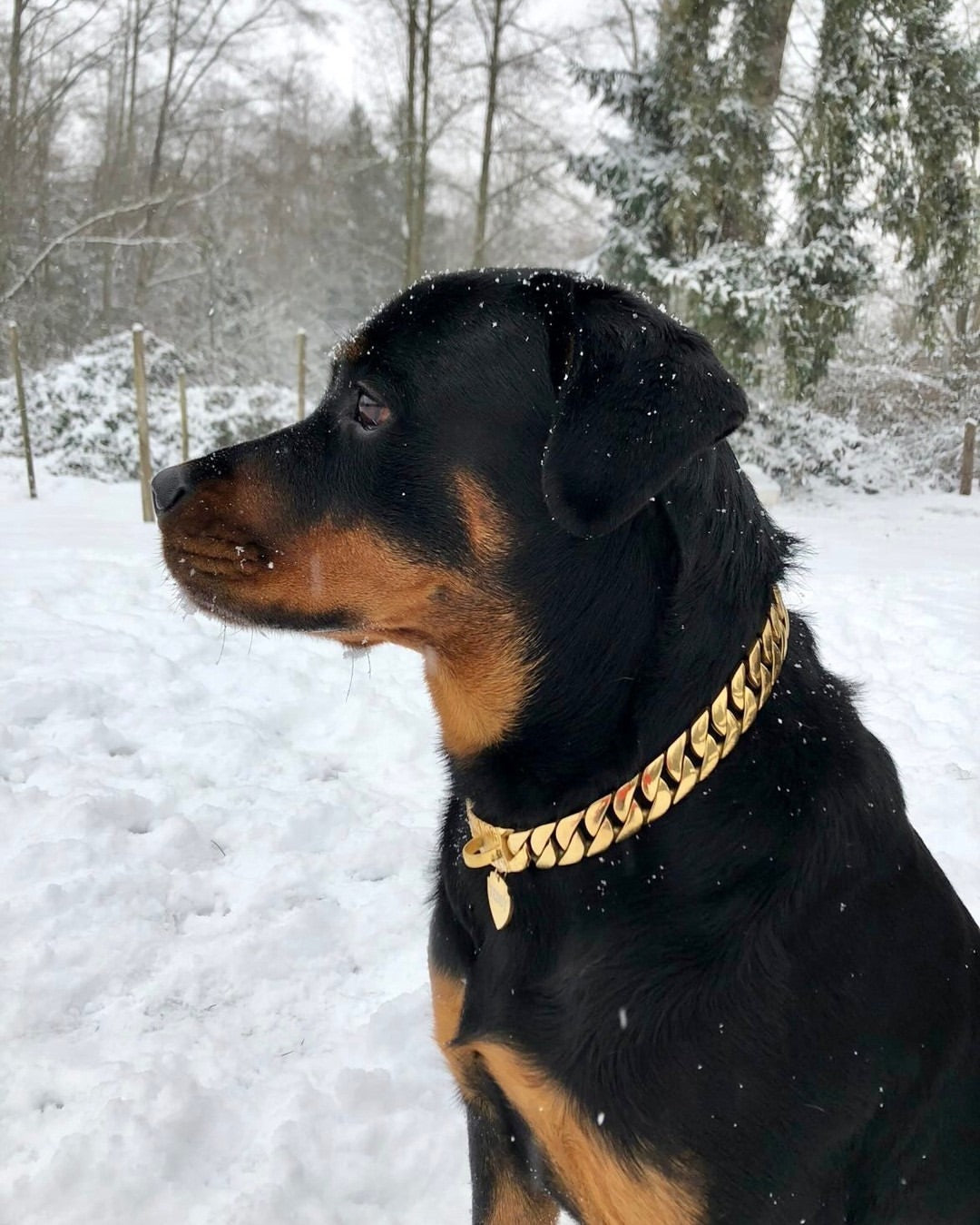THE CUBAN Gold Dog Collar Cuban Link - Luxury Premium - BIG DOG CHAINS ...