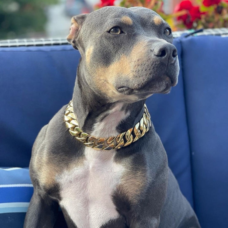 THE CUBAN Gold Dog Collar Cuban Link - Luxury Premium - BIG DOG CHAINS ...