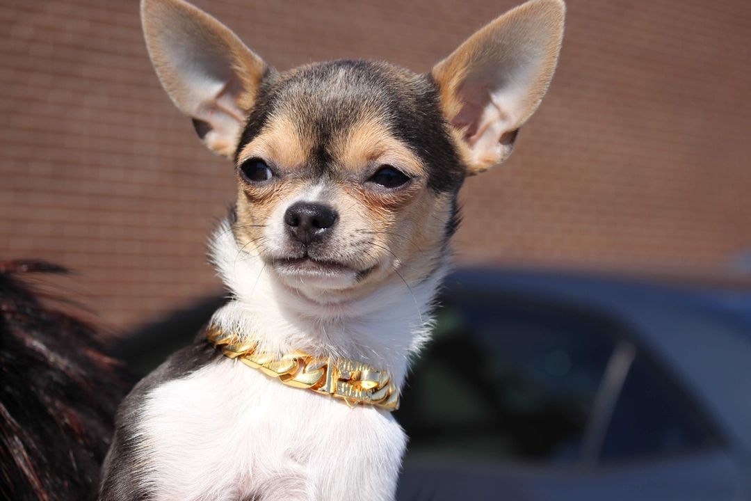 super buff small dog