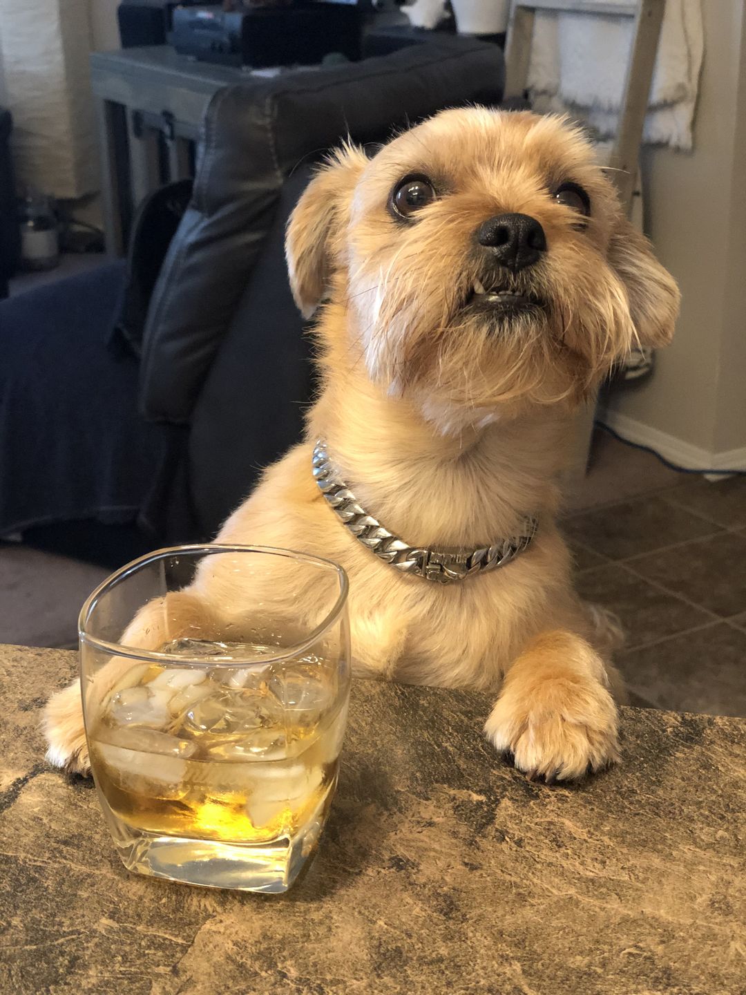 super buff small dog