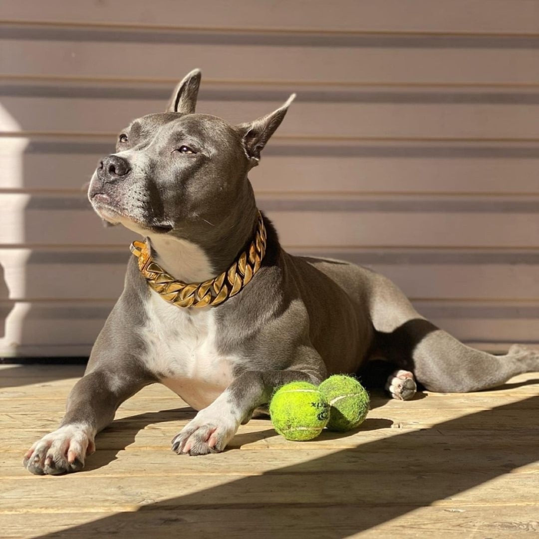 THE MIDAS Gold Cuban Link Dog Collar 1.75 Inch XXL - 22-35 Inch - BIG ...