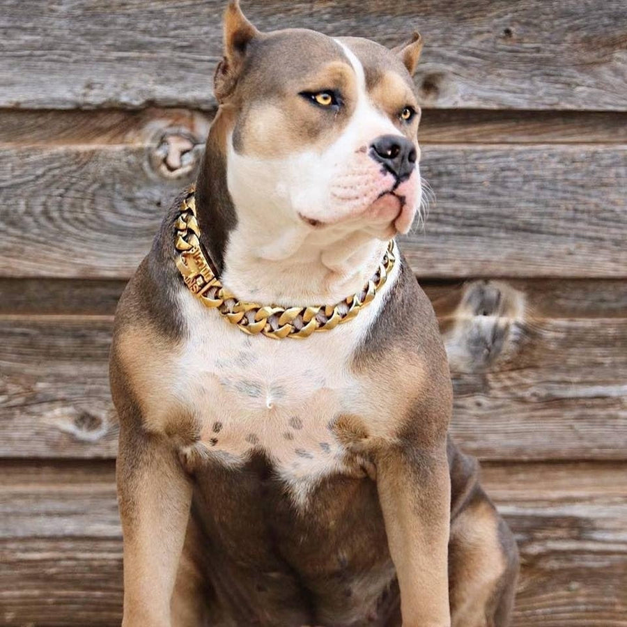 THE R.I.C.O. Luxury Gold Dog Collar Cuban Link - Premium Jewelry Grade ...