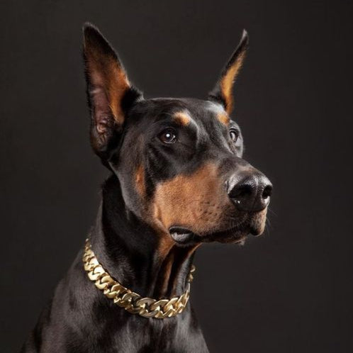 STRYKER Unique Gold Dog Collar - BIG DOG CHAINS – BIG DOG CHAINS