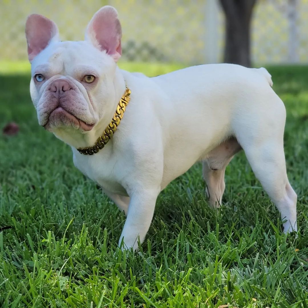 STRYKER Unique Gold Dog Collar - BIG DOG CHAINS – BIG DOG CHAINS