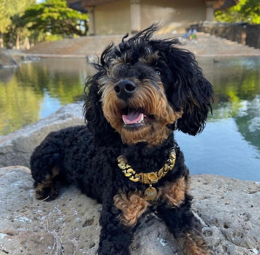 STRYKER Unique Gold Dog Collar - BIG DOG CHAINS – BIG DOG CHAINS