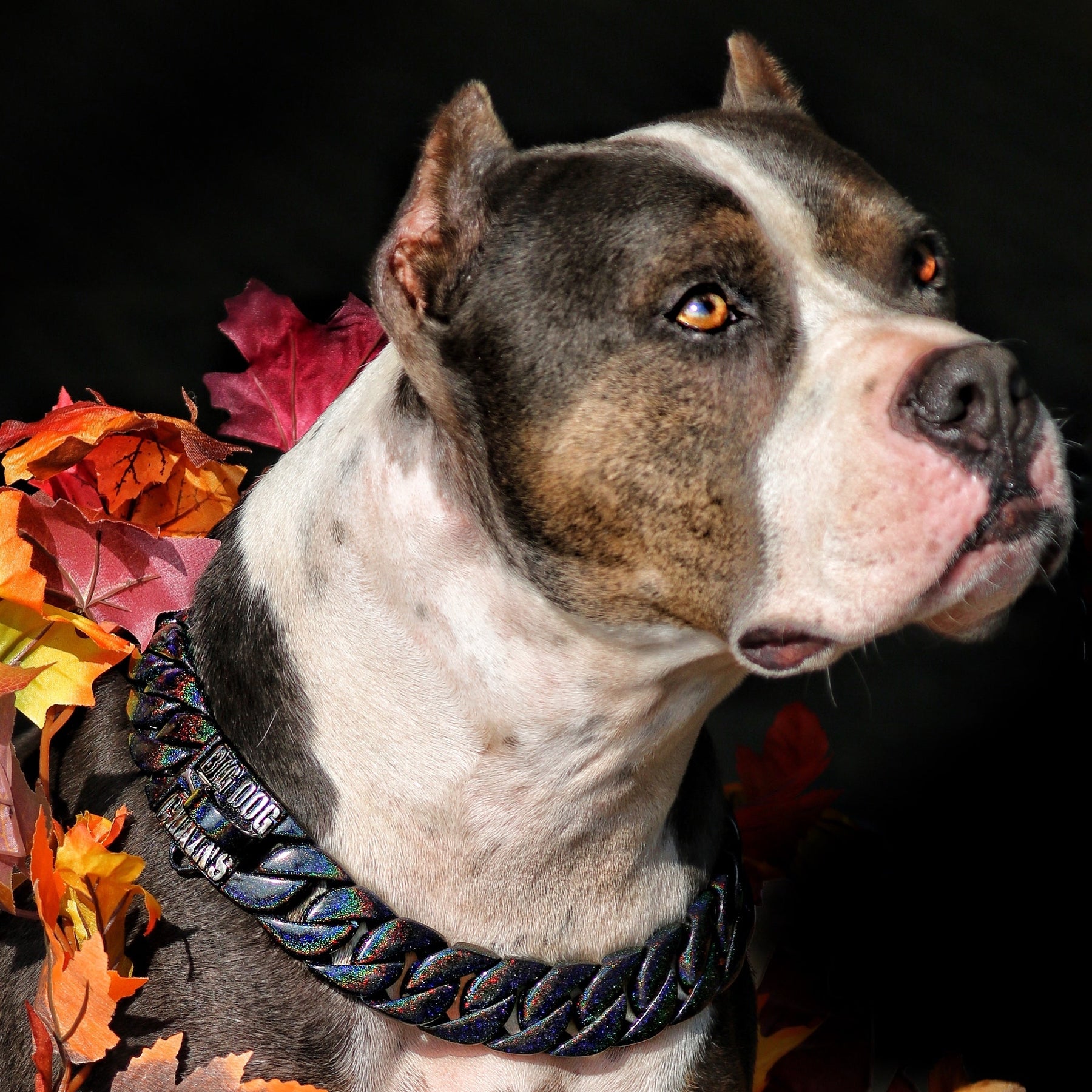 The BOREALIS Cosmic XL Cuban Link Luxury Dog Collar - BIG DOG CHAINS ...