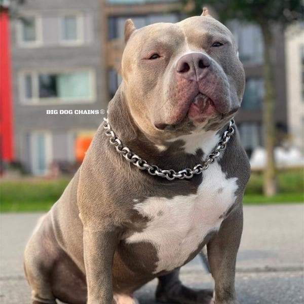 THE ROLLA Polished Training Dog Collar Cuban Link Check Chain - BIG DOG ...