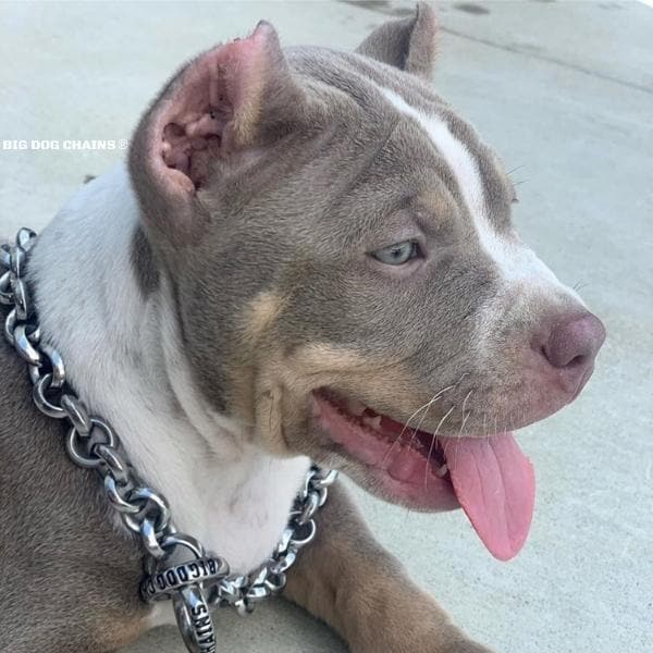 THE ROLLA Polished Training Dog Collar Cuban Link Check Chain - BIG DOG ...