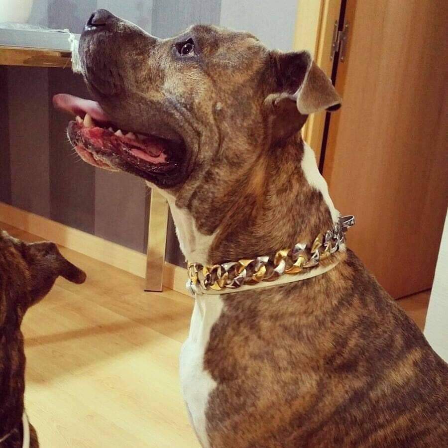 THE CAPONE Two Tone Gold Dog Collar Cuban Link - Large Dogs - BIG DOG ...