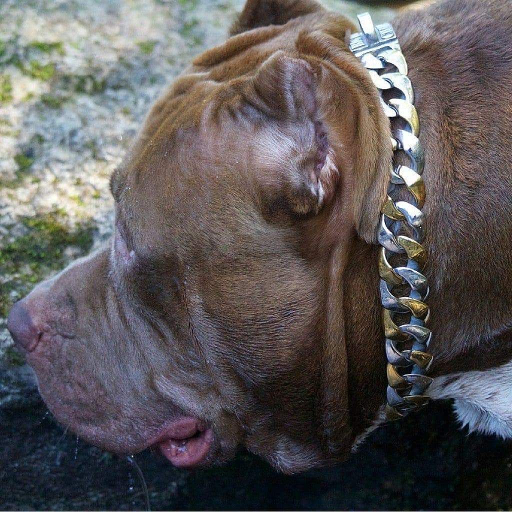 THE CAPONE Two Tone Gold Dog Collar Cuban Link - Large Dogs - BIG DOG ...