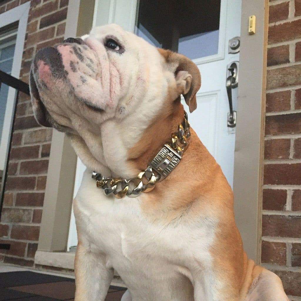 THE CAPONE Two Tone Gold Dog Collar Cuban Link - Large Dogs - BIG DOG ...