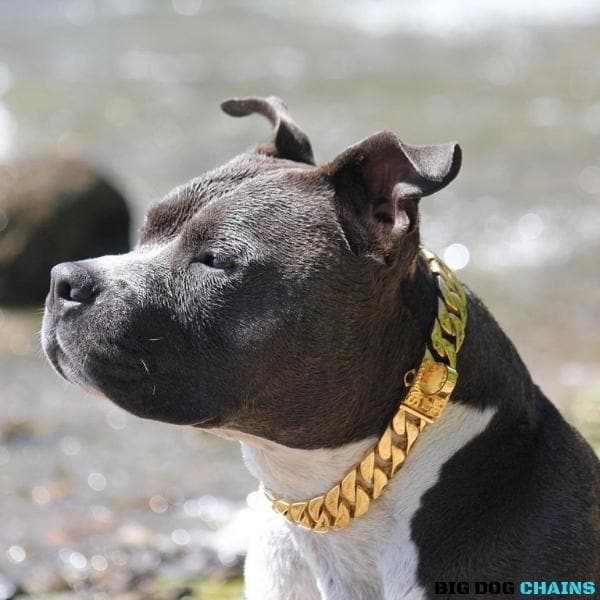 THE CUBAN Gold Dog Collar Cuban Link - Luxury Premium - BIG DOG CHAINS ...