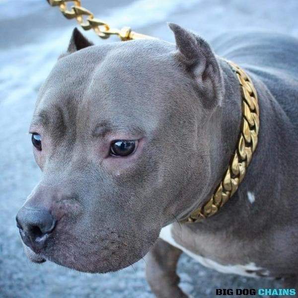 THE CUBAN Gold Dog Collar Cuban Link - Luxury Premium - BIG DOG CHAINS ...