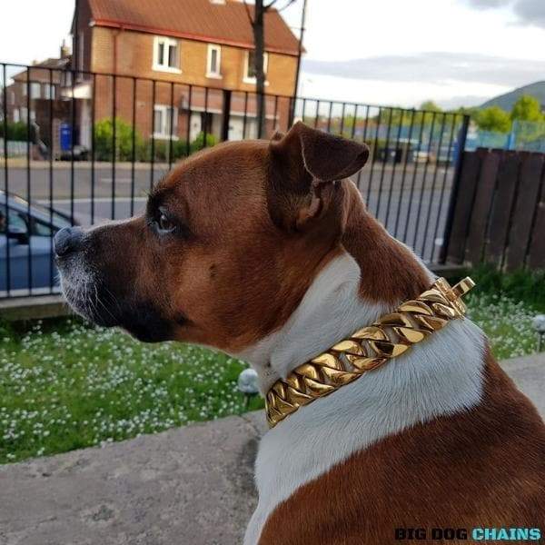 THE CUBAN Gold Dog Collar Cuban Link - Luxury Premium - BIG DOG CHAINS ...