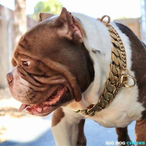KILO Large Cuban Link Gold Dog Collar - BIG DOG CHAINS – BIG DOG CHAINS