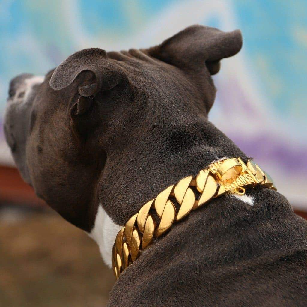 THE KILO Gold Cuban Link Dog Collar XL - Luxury Premium - BIG DOG ...