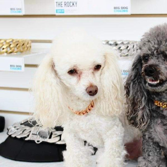 LiL' DOG CHAINS – BIG DOG CHAINS