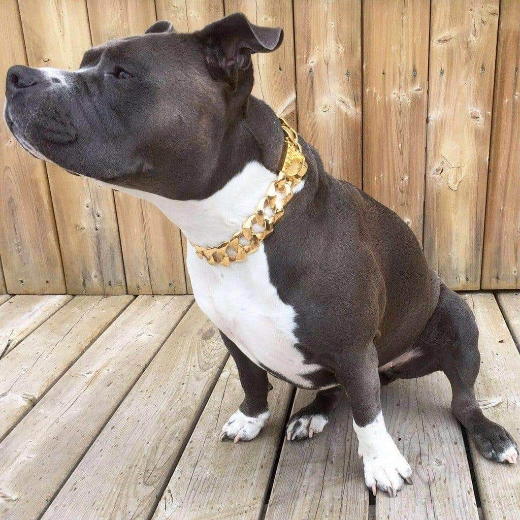 THE R.I.C.O. Luxury Gold Dog Collar Cuban Link - Premium Jewelry Grade ...